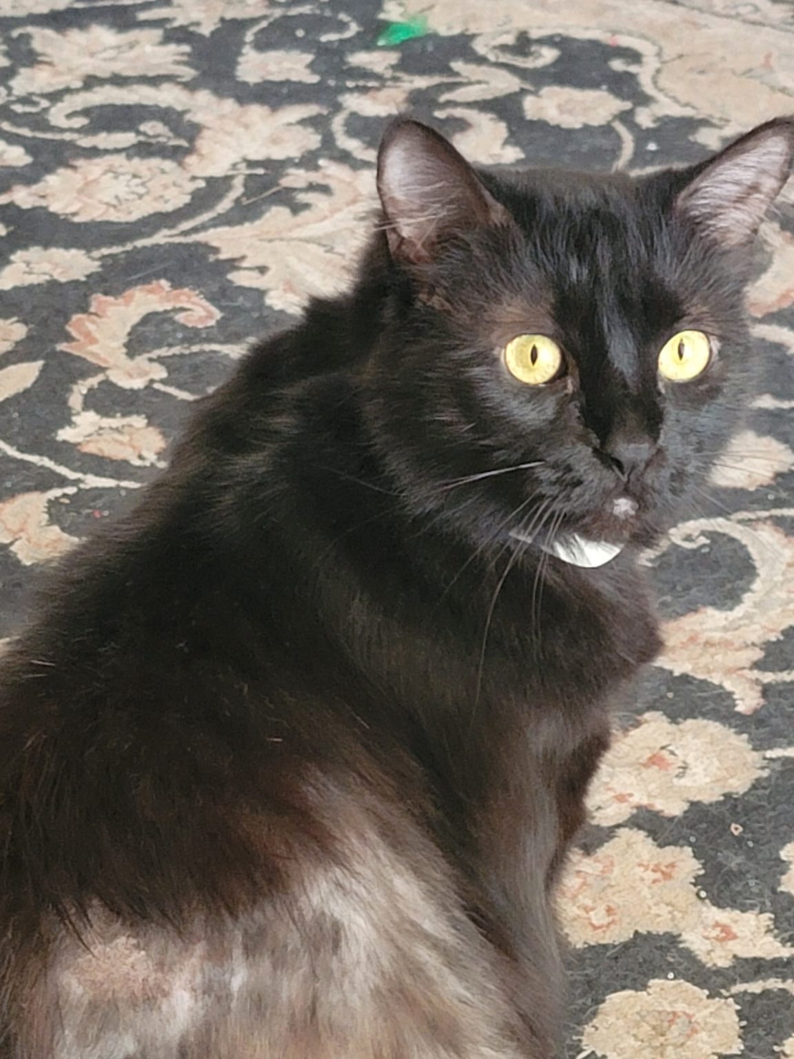 YumYum Guyette – Pets at Peace by Fox and Weeks